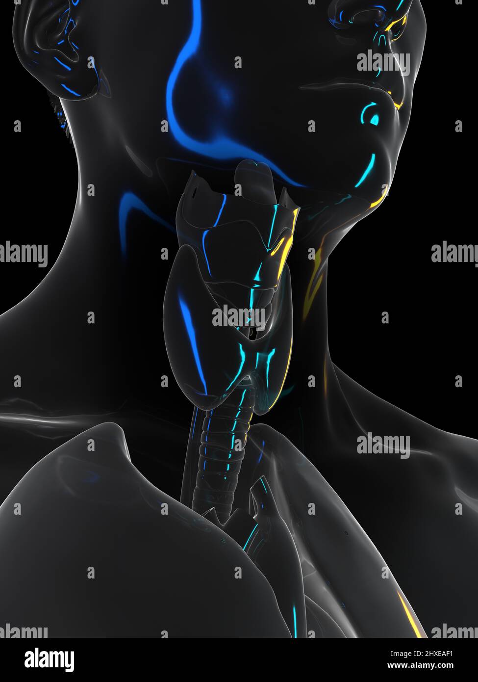 Hals organe -Fotos und -Bildmaterial in hoher Auflösung – Alamy