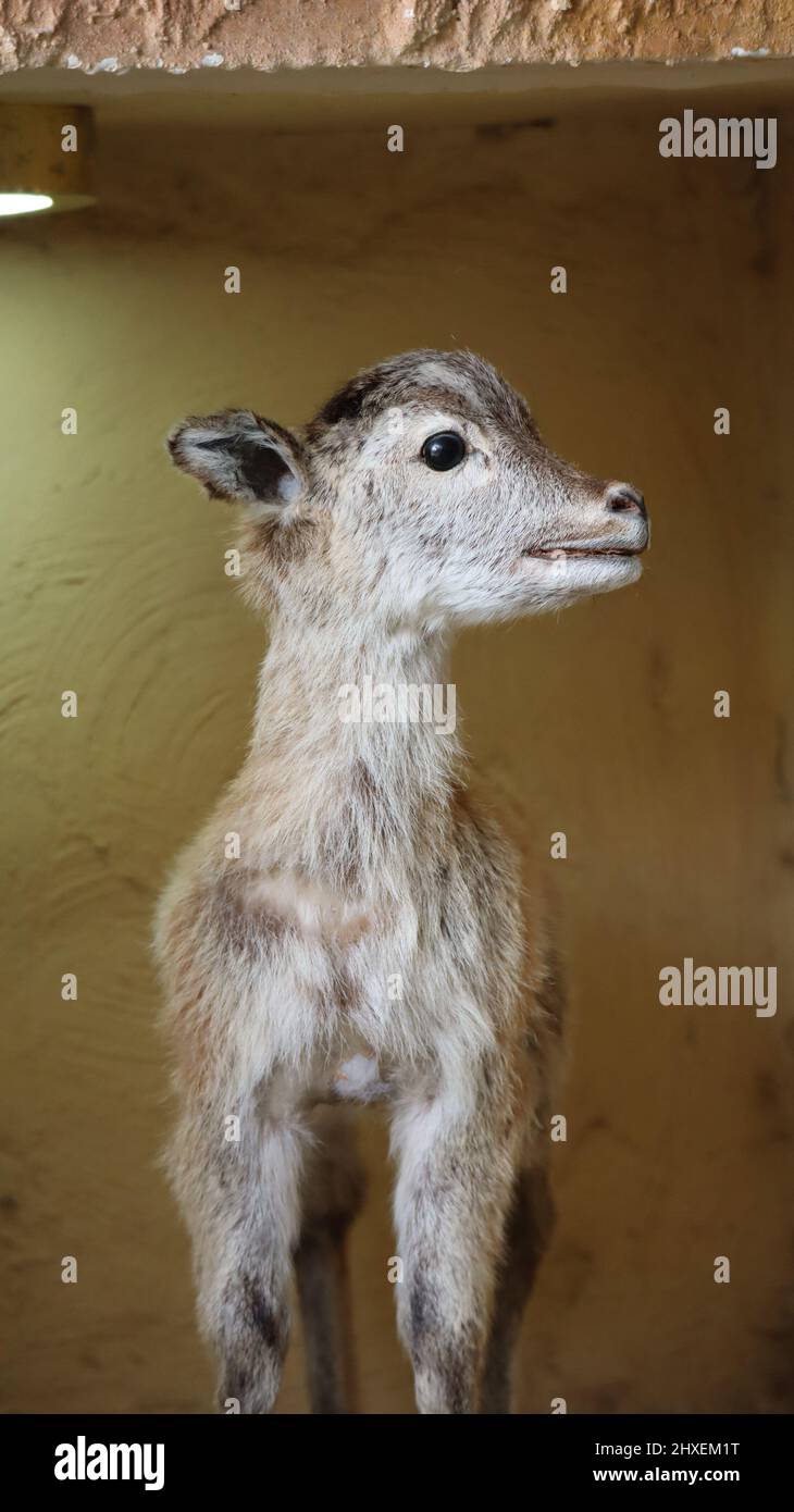 Wildes katar -Fotos und -Bildmaterial in hoher Auflösung – Alamy