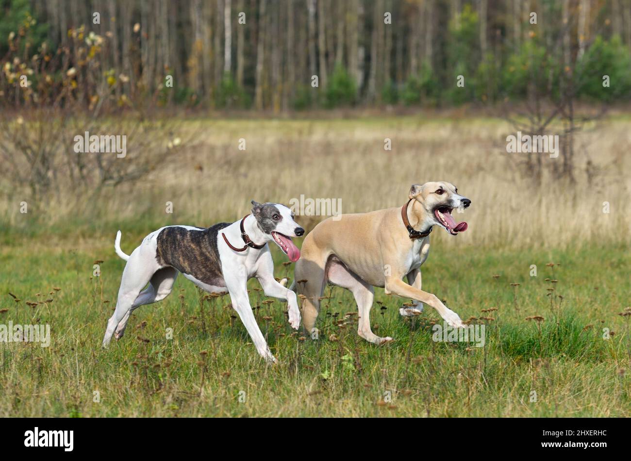 Whippet racing lure coursing -Fotos und -Bildmaterial in hoher ...