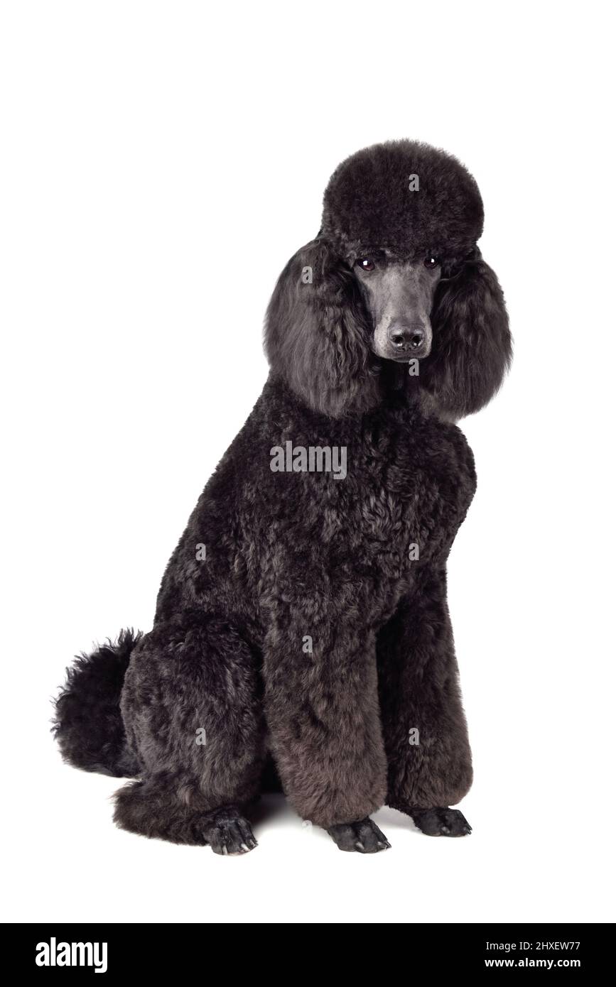 Sitzender königspudel sitting poodle -Fotos und -Bildmaterial in hoher ...