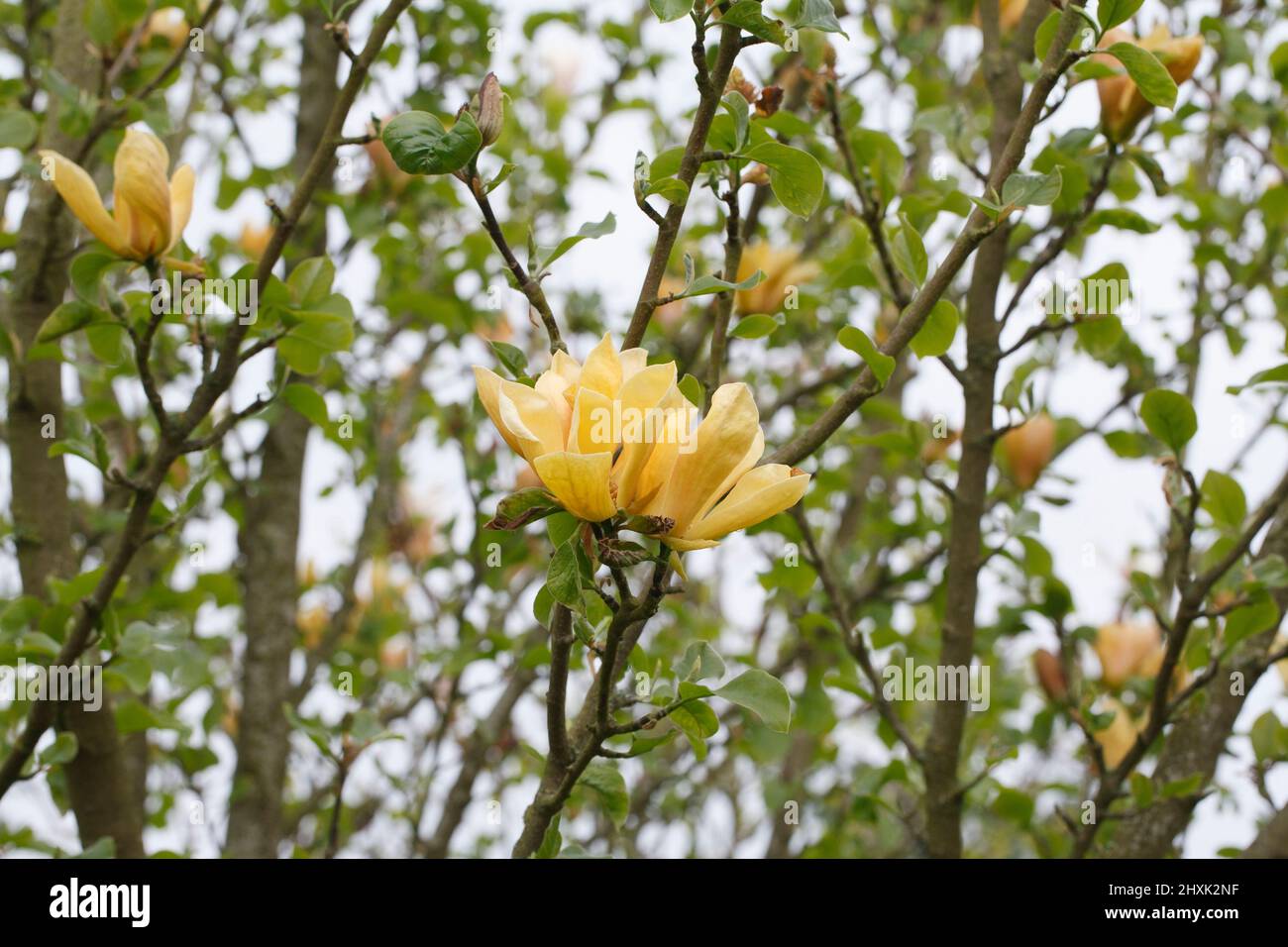 Magnolie judy -Fotos und -Bildmaterial in hoher Auflösung – Alamy