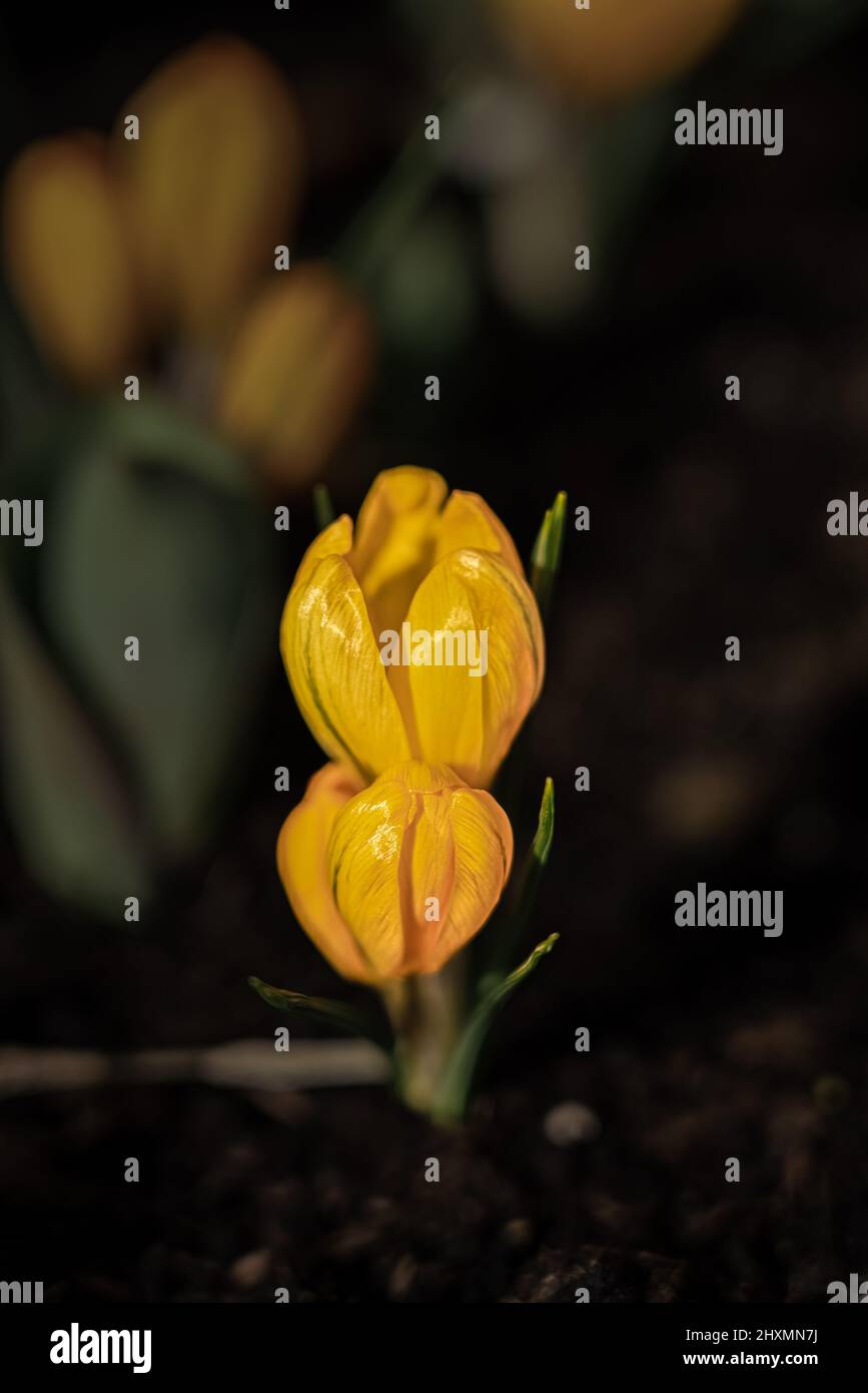 Eine gelbe (rot blinkende) Tulpe clusiana chrysantha zeigt die ersten Zeichen des Frühlings ...