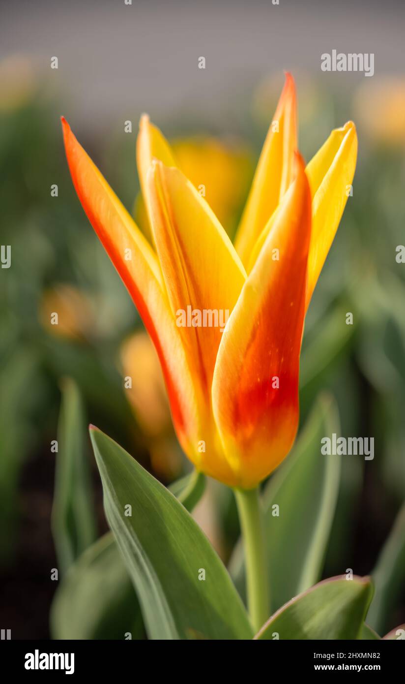 Eine gelbe (rot blinkende) Tulpe clusiana chrysantha zeigt die ersten Zeichen des Frühlings ...