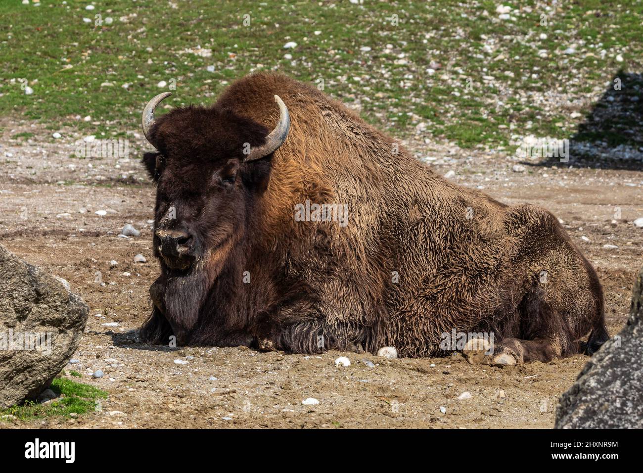 Der amerikanische Bison oder einfach Bison, häufig auch als die ...