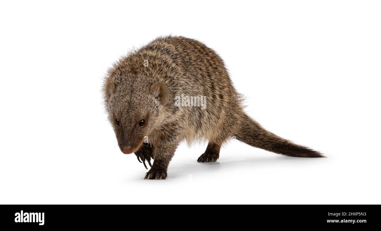 Mungos mungo white background -Fotos und -Bildmaterial in hoher ...