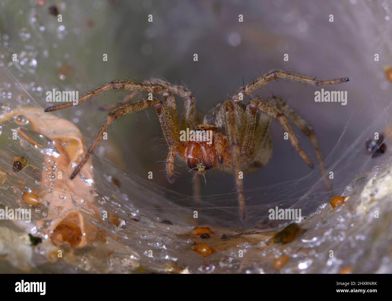 Labyrinthspinne Agelena labyrinthica, die eine Blattlaus in ihrer Höhle ...