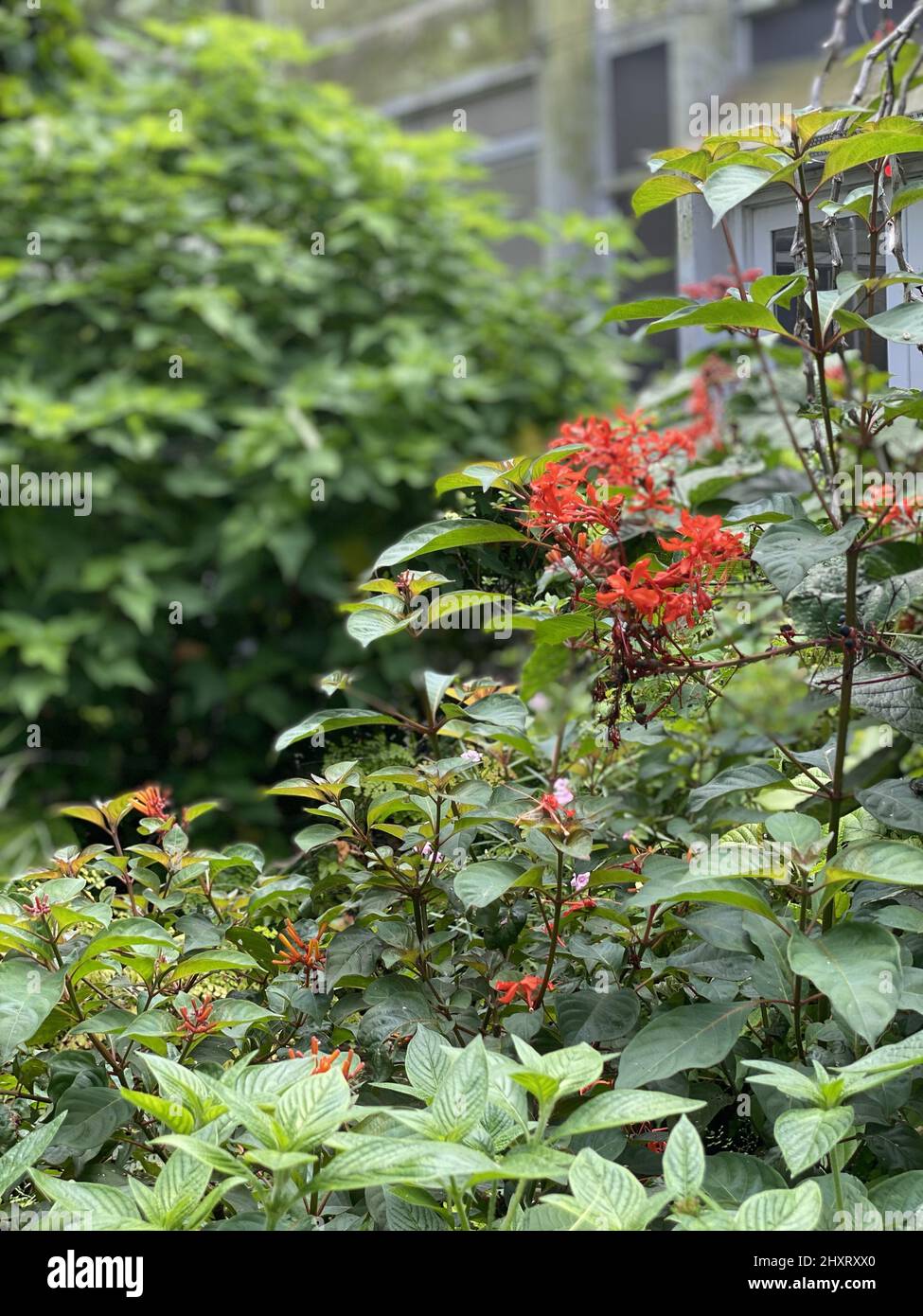 Java glorybower -Fotos und -Bildmaterial in hoher Auflösung – Alamy