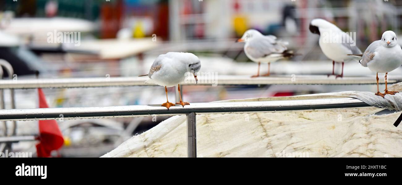 Seamless pattern gull flight bird -Fotos und -Bildmaterial in hoher ...