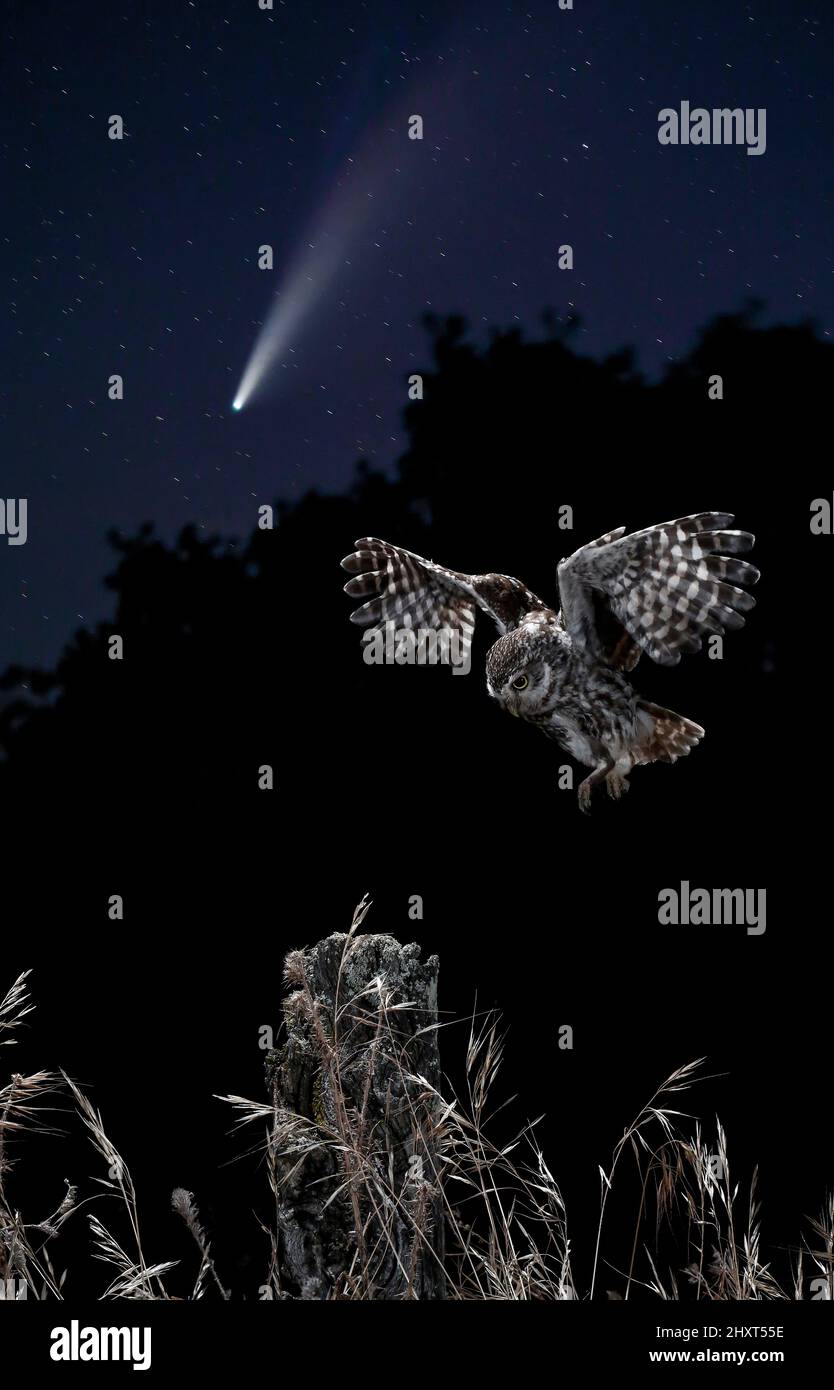 Eule im flug hinten -Fotos und -Bildmaterial in hoher Auflösung – Alamy