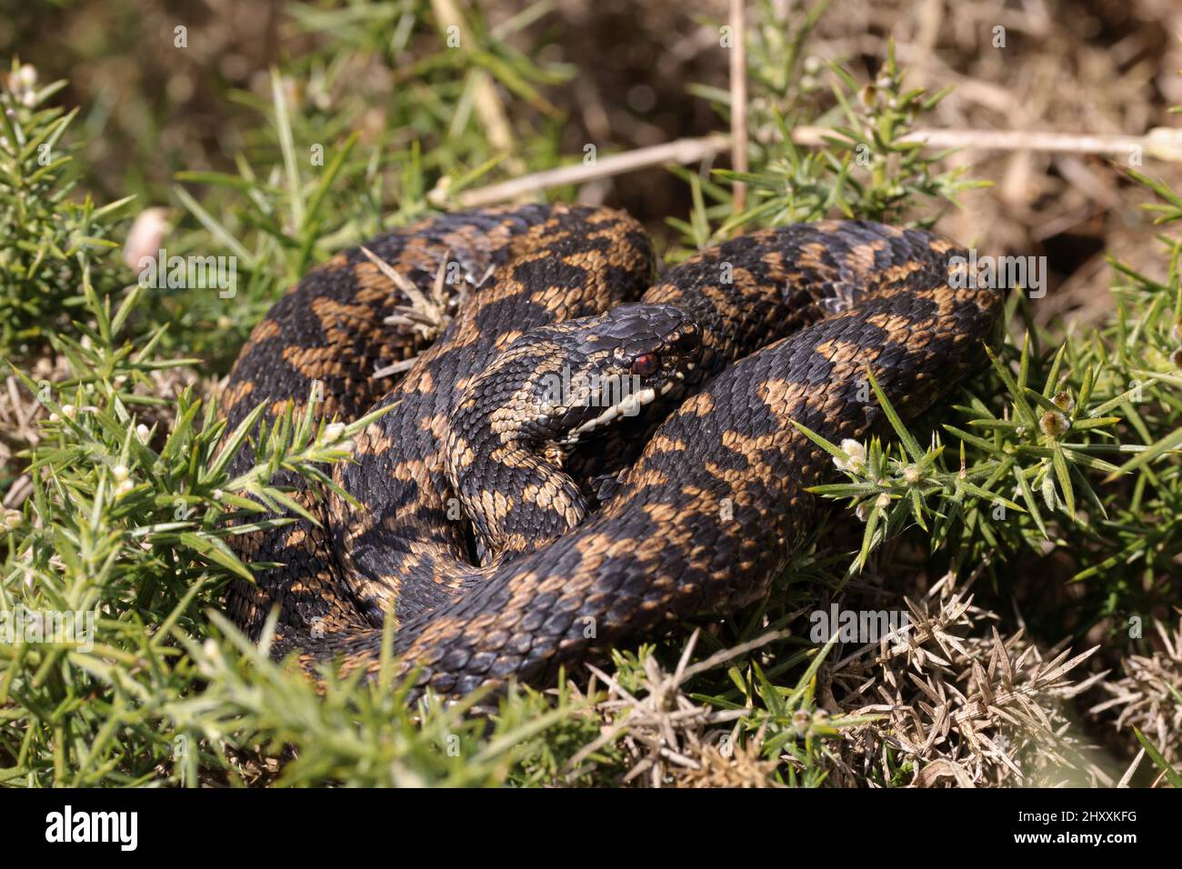 Vipera berus, die gemeinsame europäische Natter oder gemeinsame ...