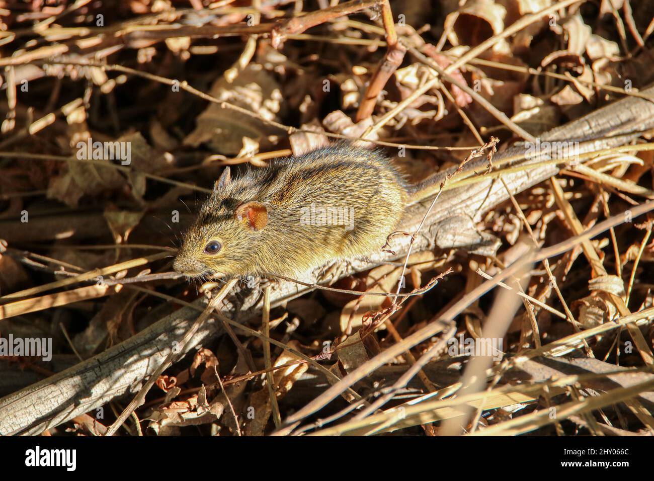 Vier gestreifte maus -Fotos und -Bildmaterial in hoher Auflösung – Alamy