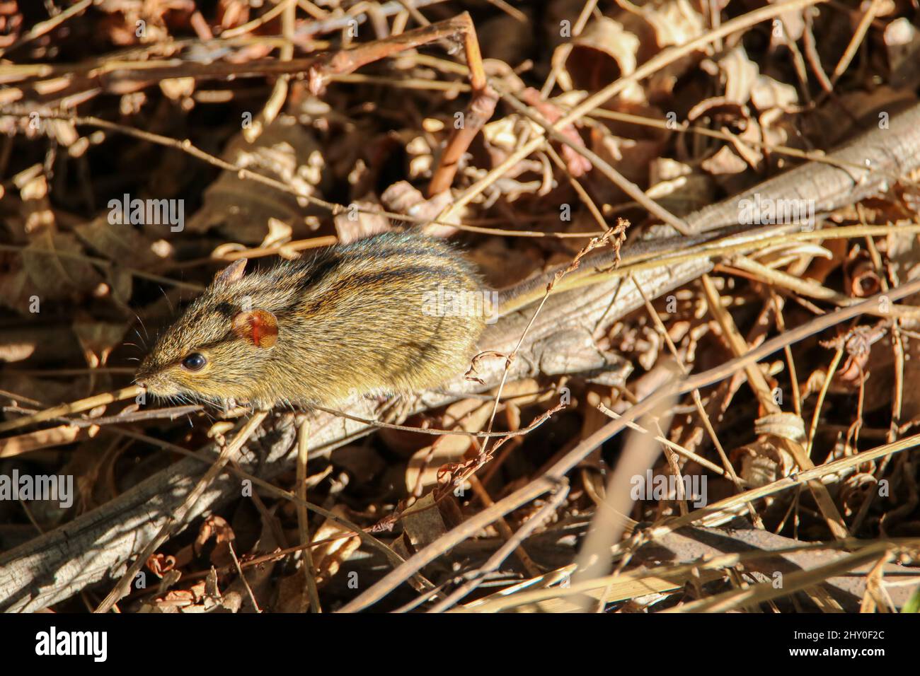 Vier gestreifte maus -Fotos und -Bildmaterial in hoher Auflösung – Alamy