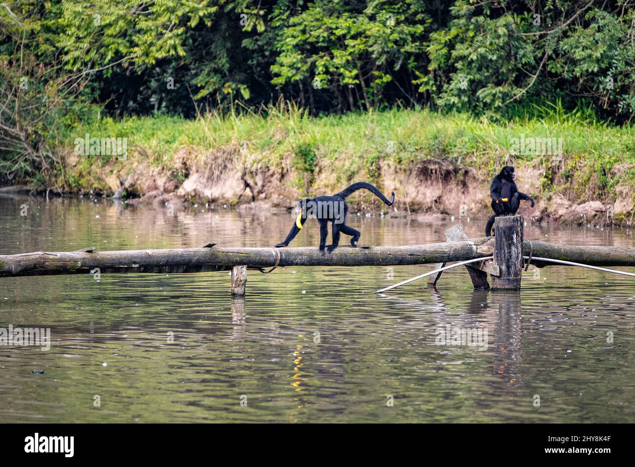 Schwarzer Affe, der auf einem Baumstamm über dem Wasser in seinem ...