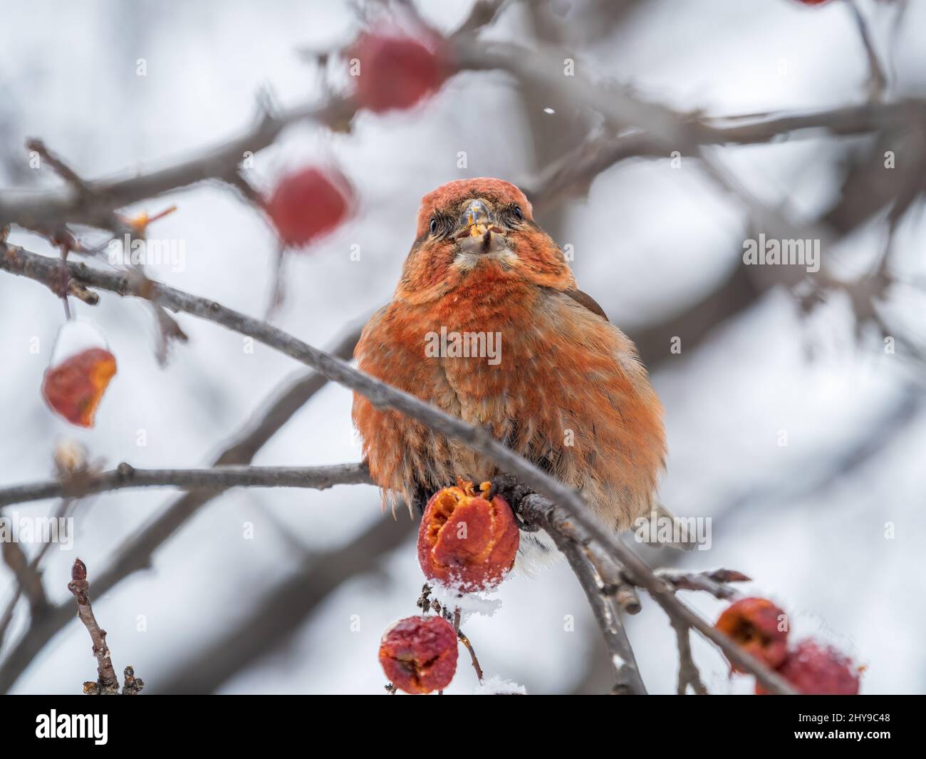 Red Crossbill Männchen sitzt auf dem Ast und isst wilde Apfelbeeren ...