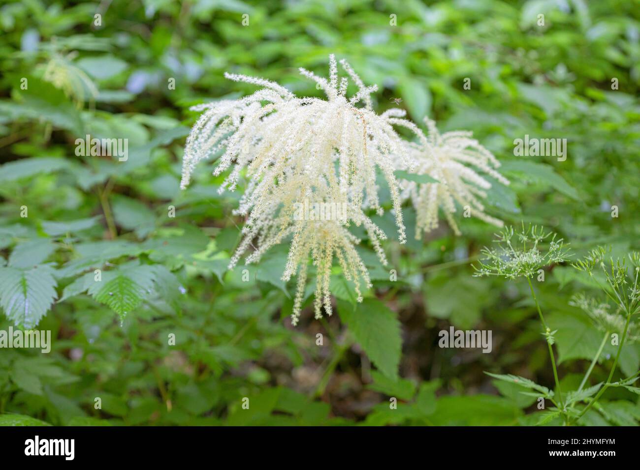 Wald ziegenbart arunus dioicus -Fotos und -Bildmaterial in hoher ...