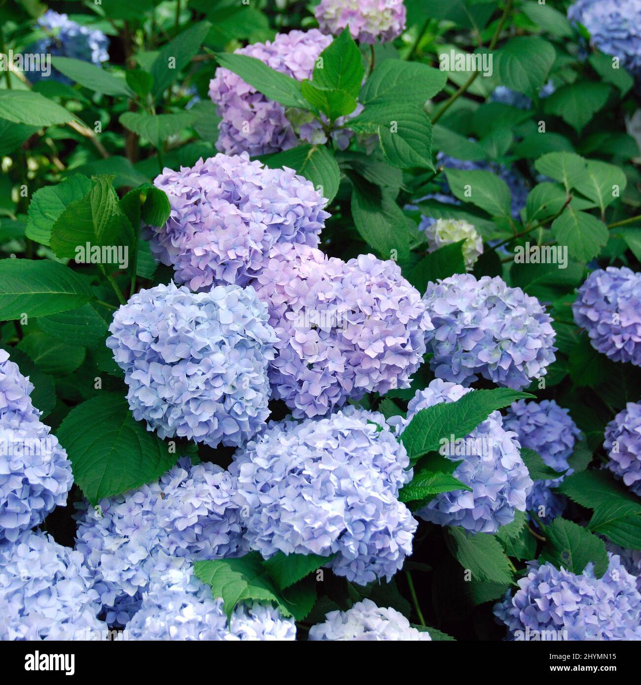 Rosa bluehende rose -Fotos und -Bildmaterial in hoher Auflösung – Alamy