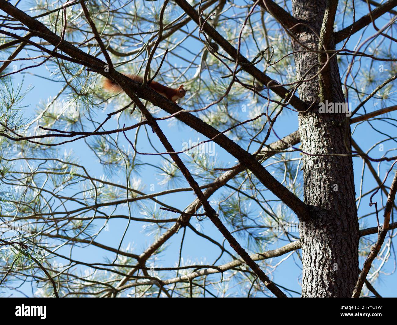 Queue en panache -Fotos und -Bildmaterial in hoher Auflösung – Alamy