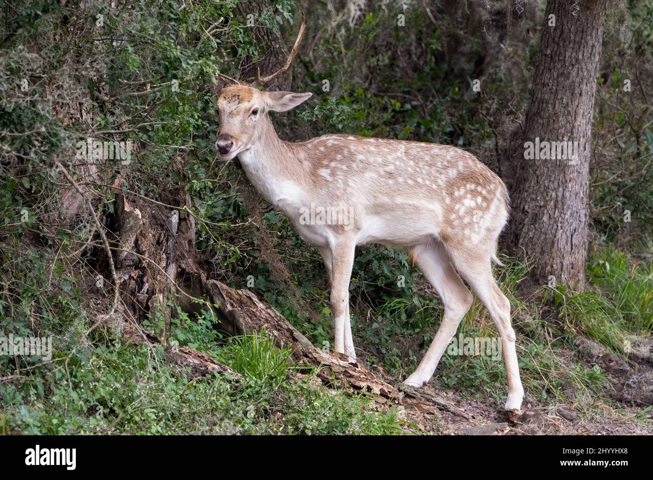 Ein junger männlicher europäischer Damhirsche, Dama dama, der frei in ...