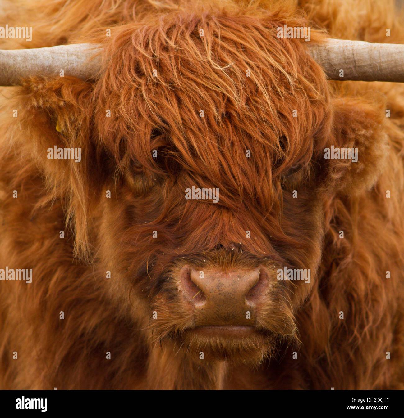 Leg dich mit dem stier an -Fotos und -Bildmaterial in hoher Auflösung ...