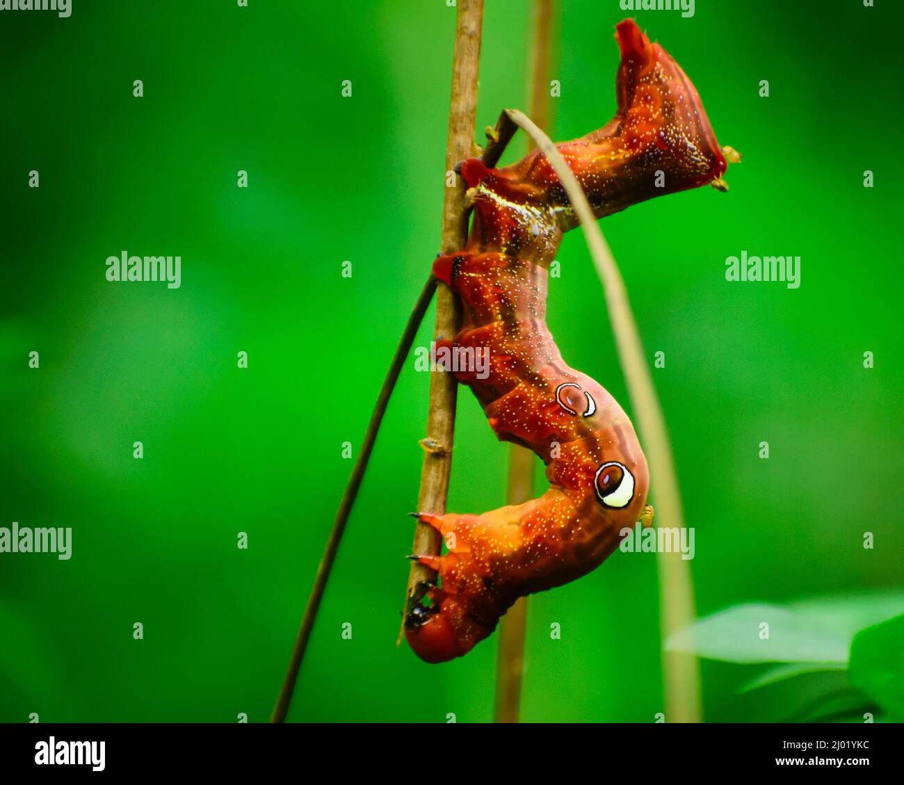 Frucht piercing raupe -Fotos und -Bildmaterial in hoher Auflösung – Alamy