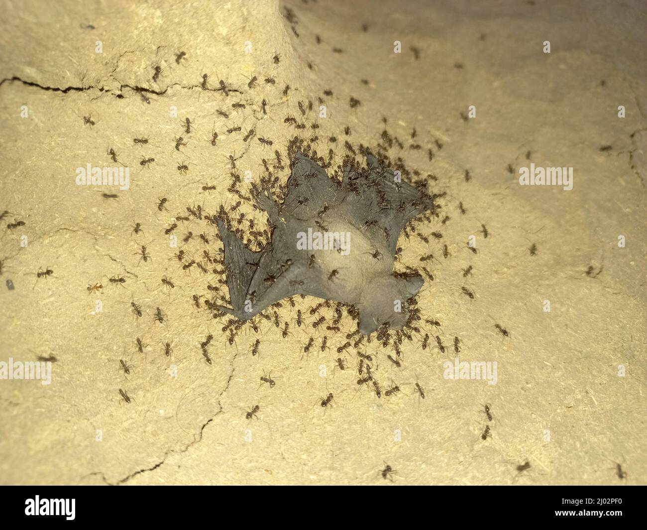 Fledermaus beim fressen -Fotos und -Bildmaterial in hoher Auflösung – Alamy