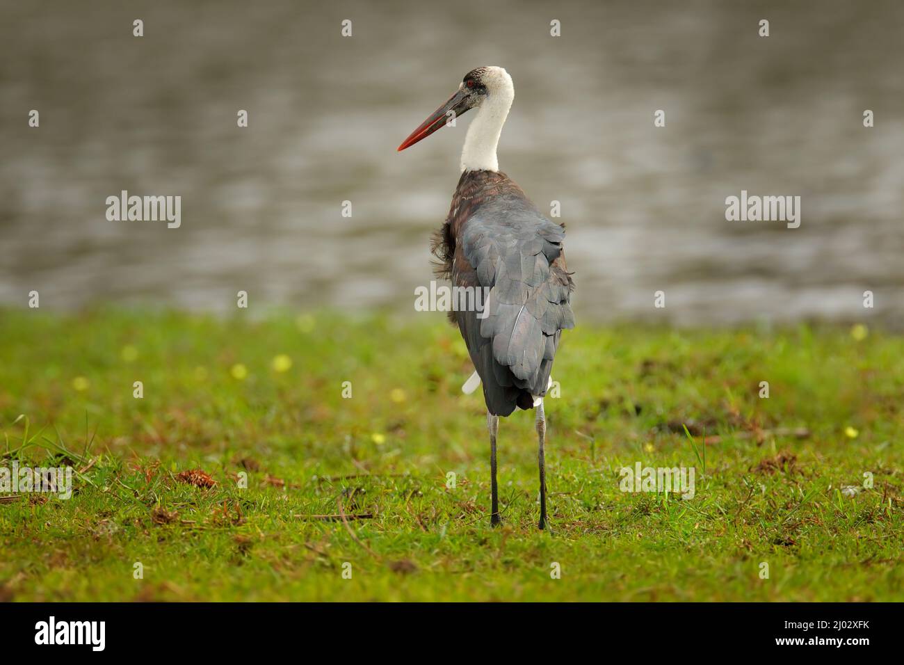 Weißhalsstorch, Ciconia episcopus, Wandern im Gras, Okavango-Delta ...