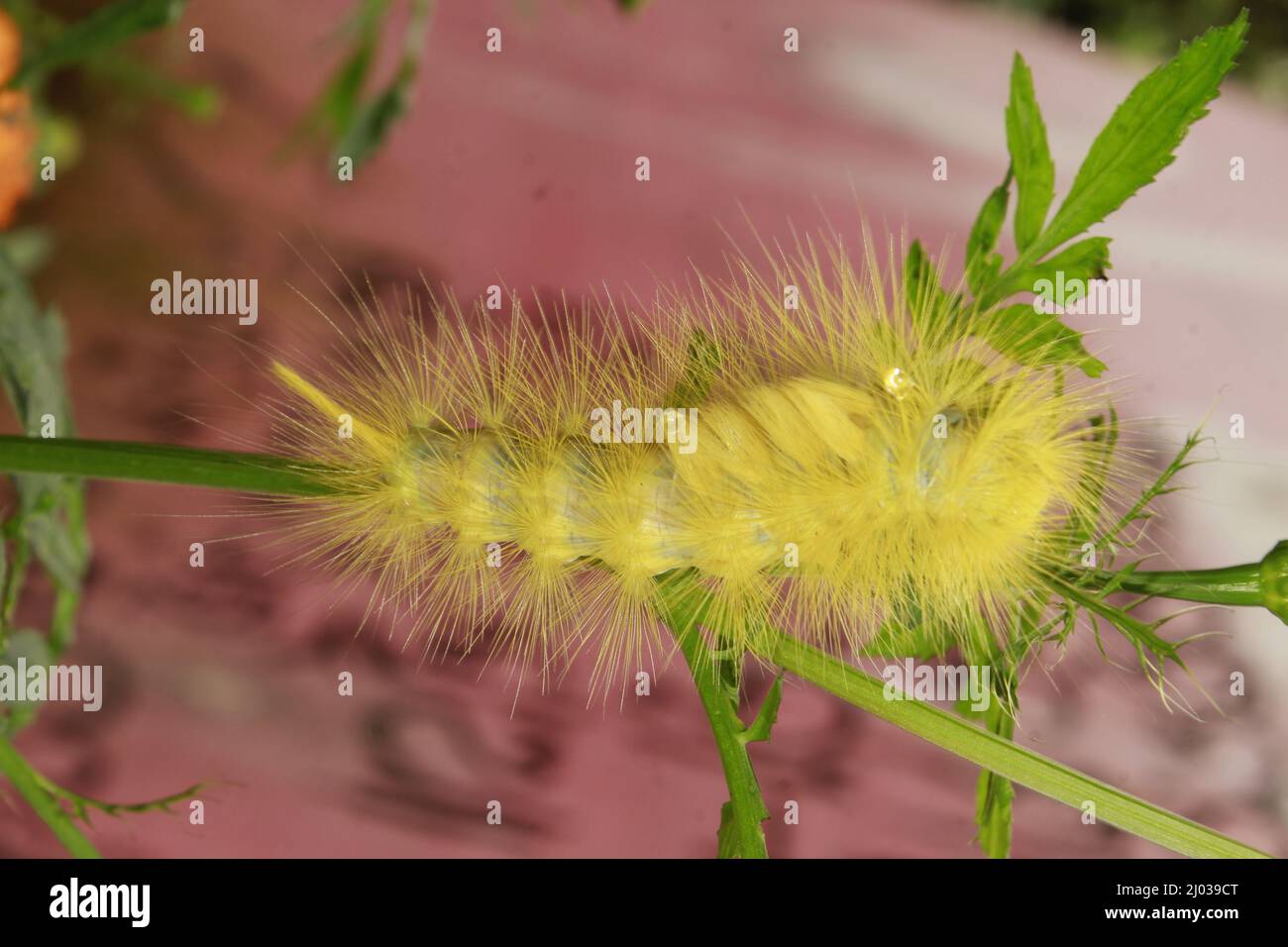 Vektor raupe -Fotos und -Bildmaterial in hoher Auflösung – Alamy