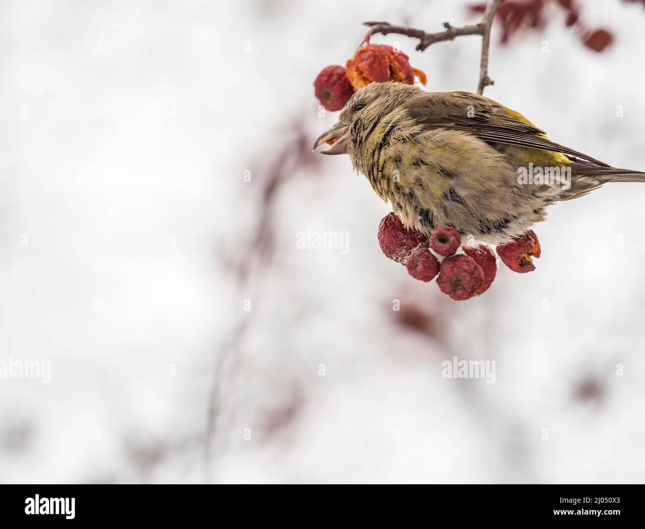 Rotkreuzschnabel Weibchen sitzt auf dem Baum Ast und isst wilde Apfelbeeren. Kreuzschnabel-Vogel ...