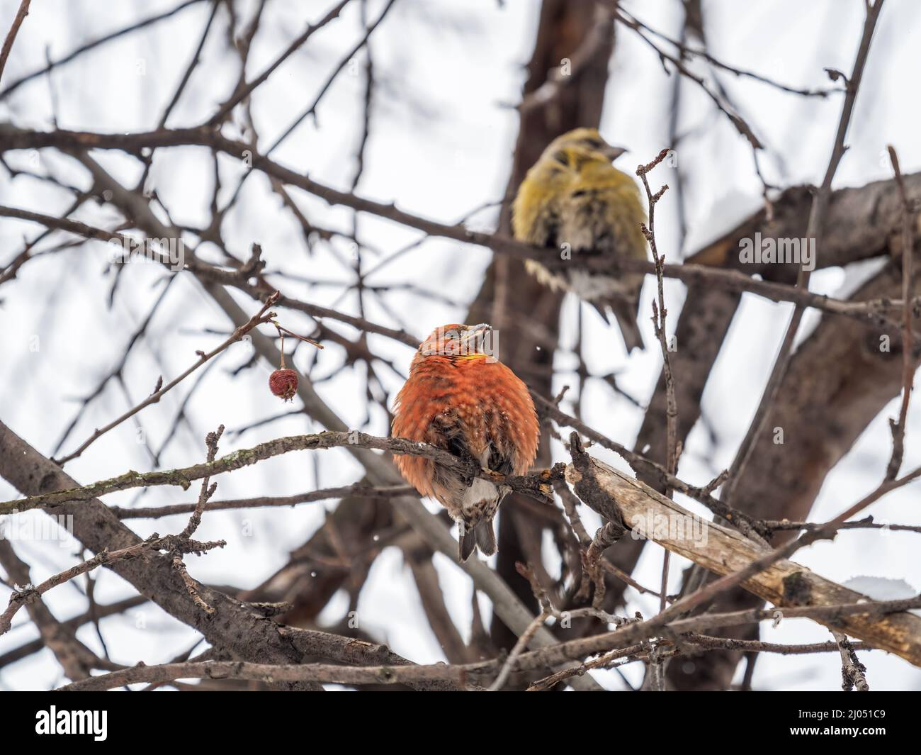 Red Crossbill Männchen sitzt auf dem Ast und isst wilde Apfelbeeren ...