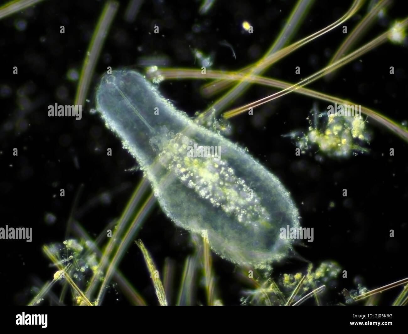Micro organisme -Fotos und -Bildmaterial in hoher Auflösung – Alamy