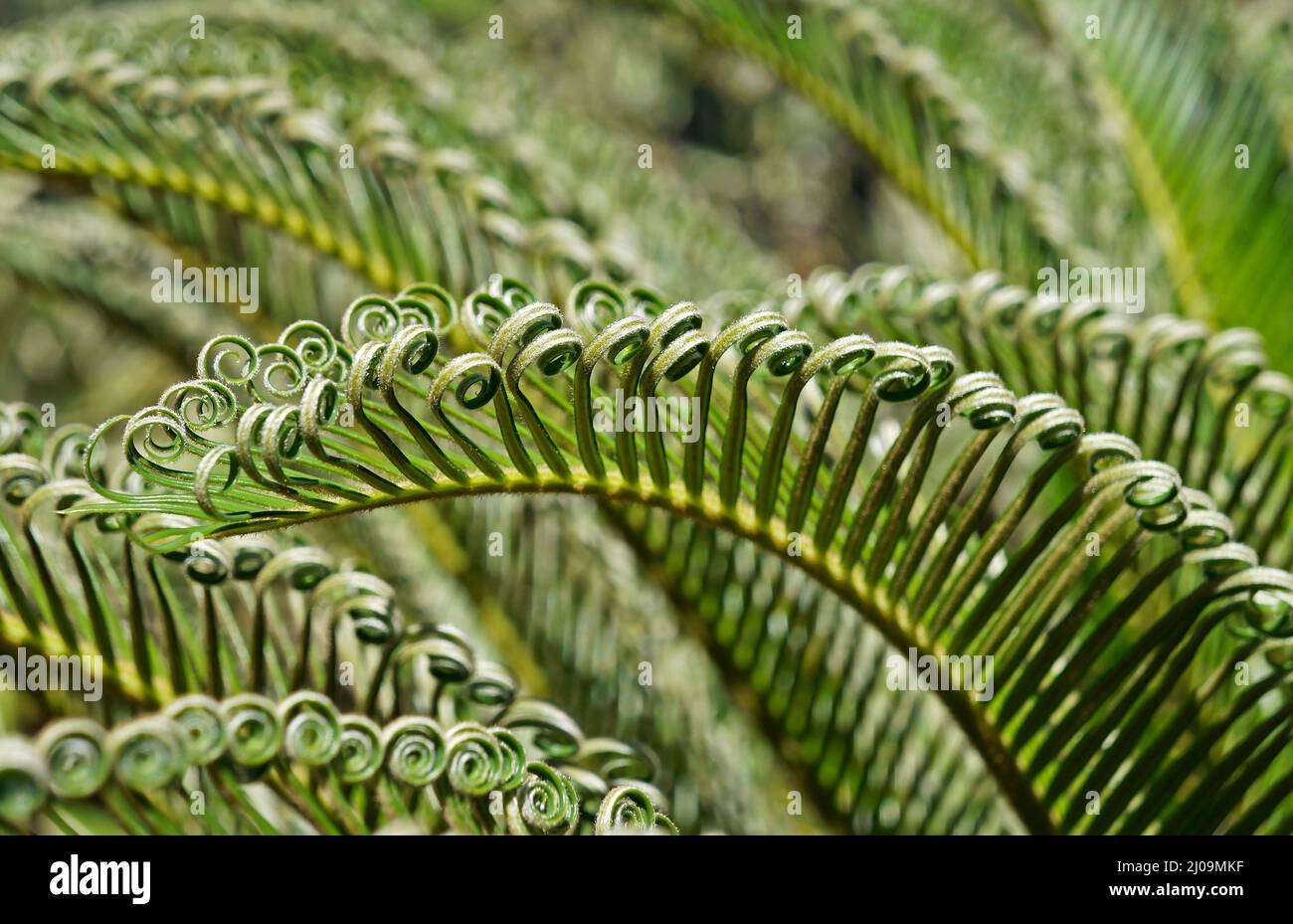 Sago Palm Cycas Revoluta Closeup Stockfotos und -bilder Kaufen - Alamy