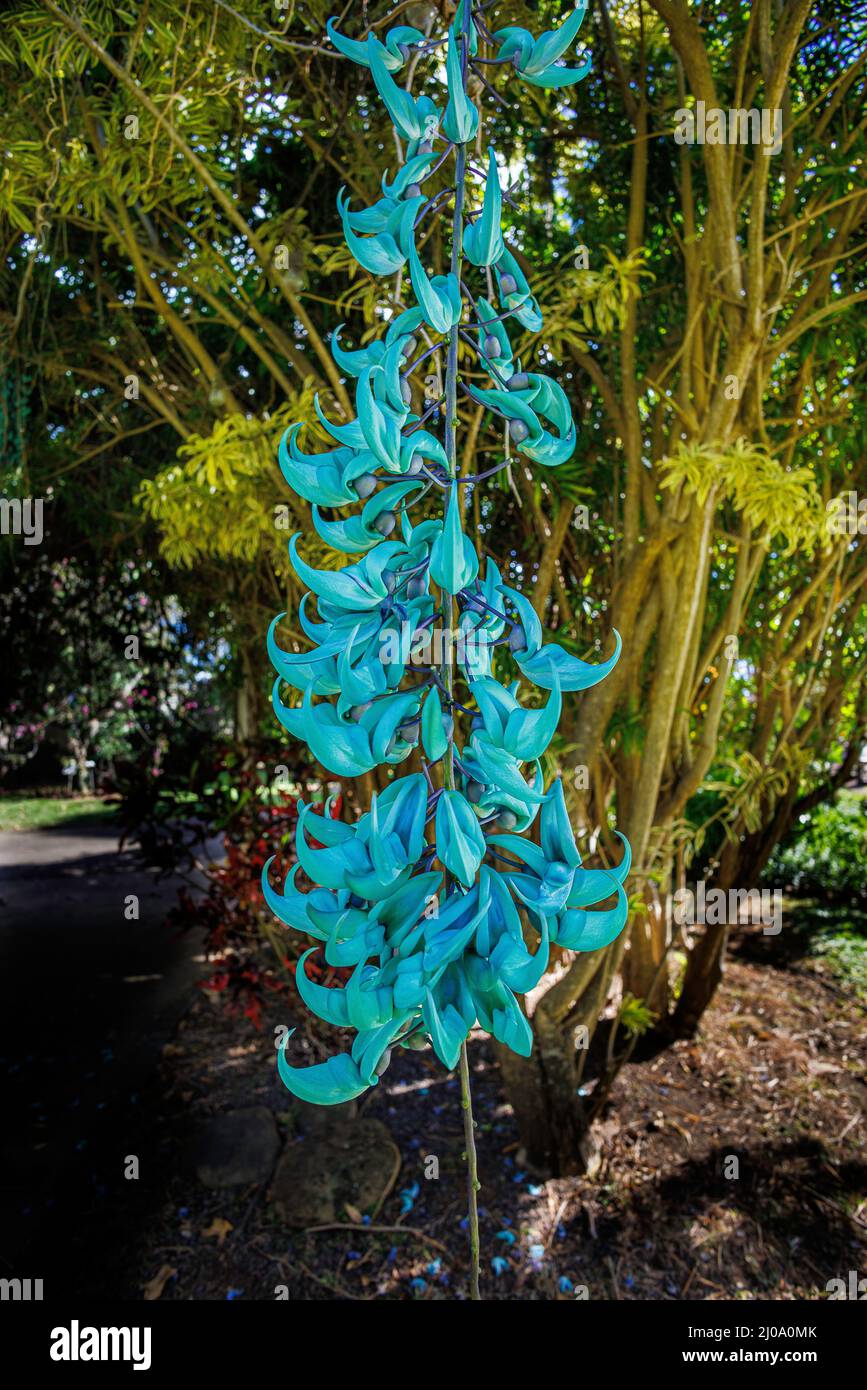 Enredadera nativa -Fotos und -Bildmaterial in hoher Auflösung – Alamy