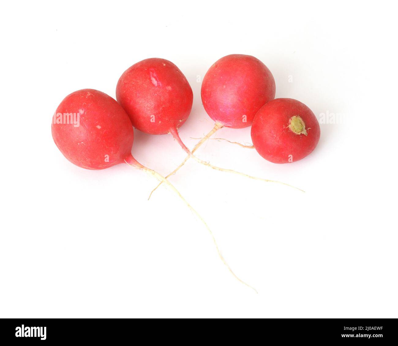 Roter daikon rettich -Fotos und -Bildmaterial in hoher Auflösung – Alamy