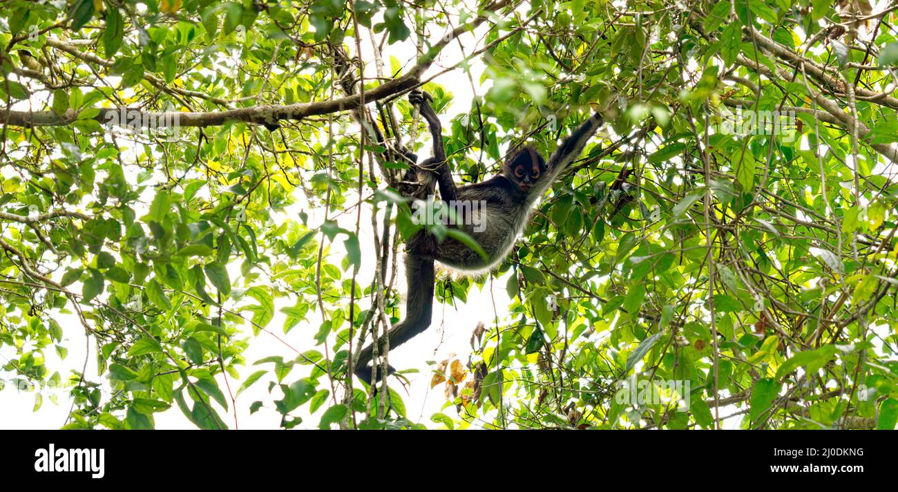 Affe dschungel baum -Fotos und -Bildmaterial in hoher Auflösung – Alamy