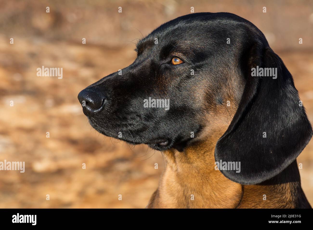 Bayerischer jagdhund -Fotos und -Bildmaterial in hoher Auflösung – Alamy