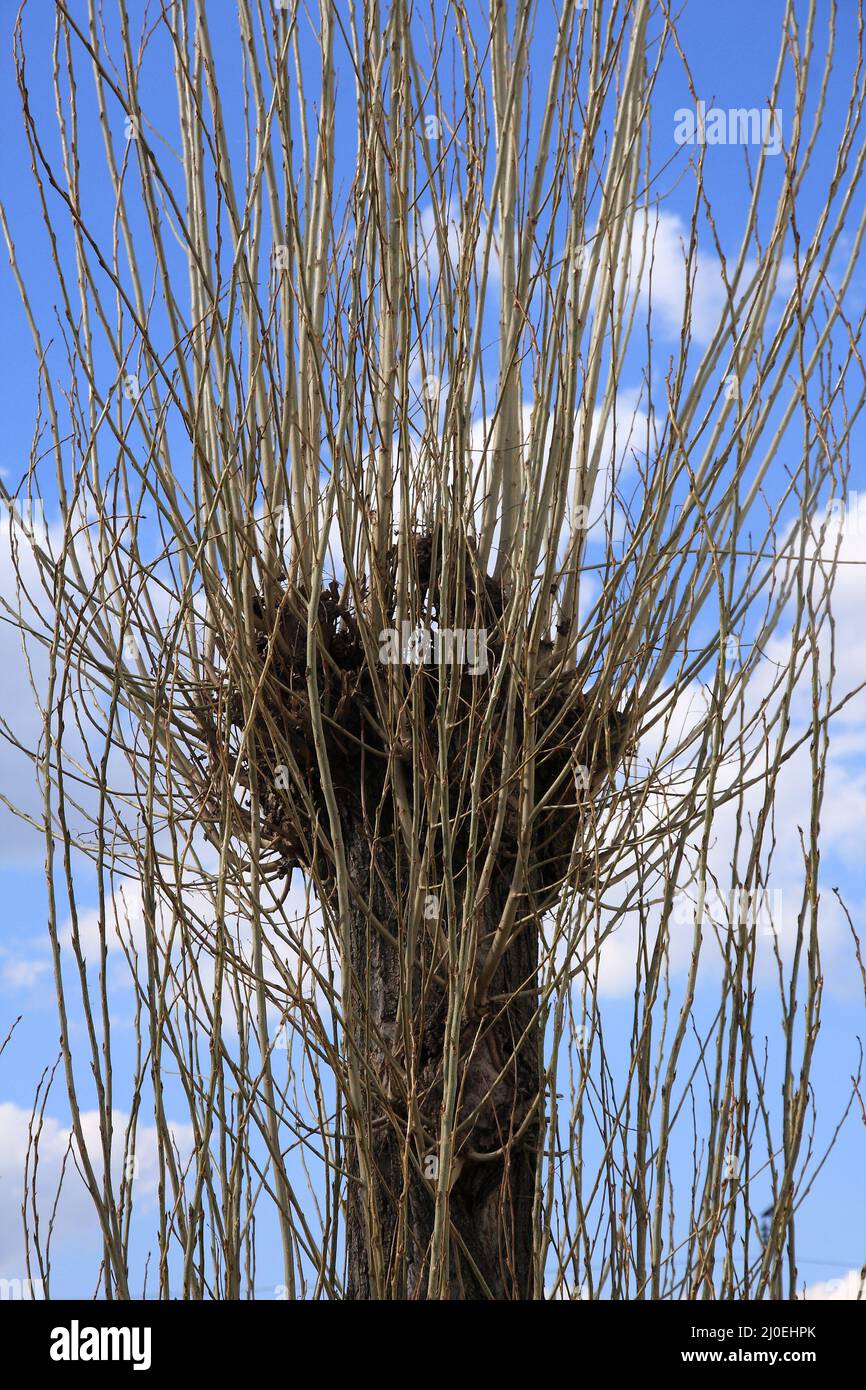 Pollard weidenbaum -Fotos und -Bildmaterial in hoher Auflösung – Alamy