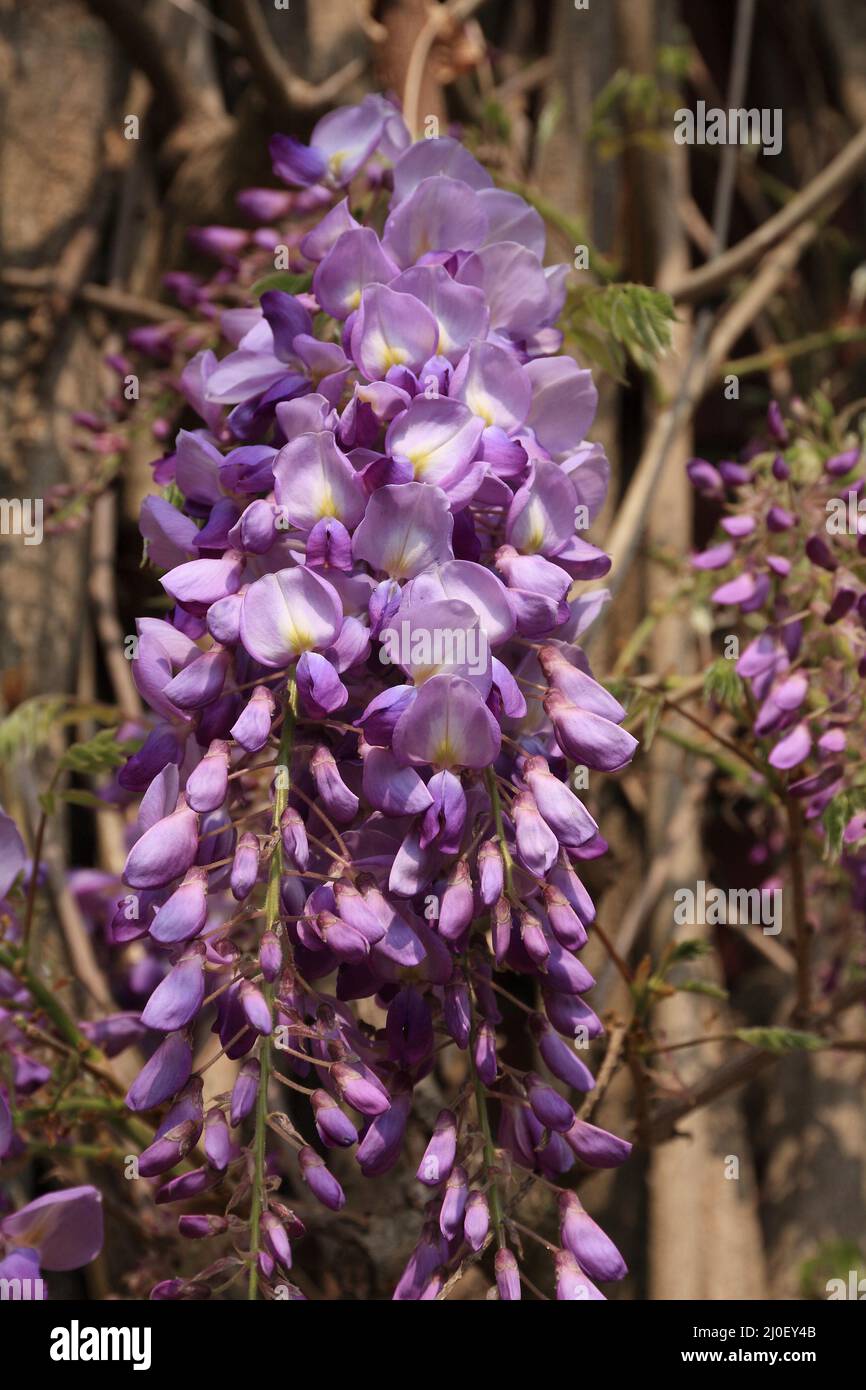 Blühende glyzinien -Fotos und -Bildmaterial in hoher Auflösung – Alamy