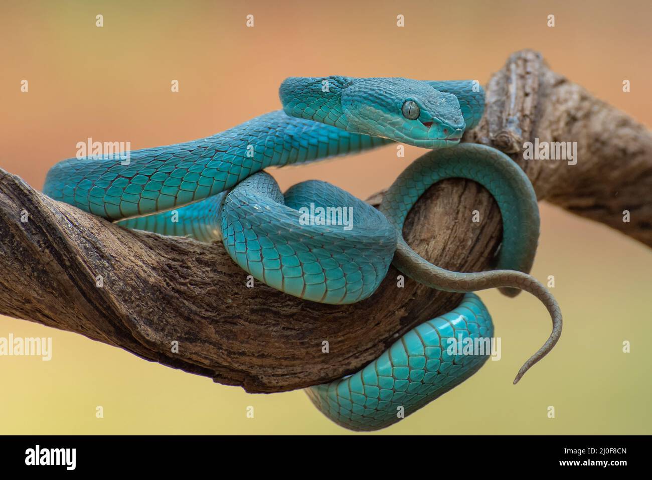 Blue pit viper snake -Fotos und -Bildmaterial in hoher Auflösung – Alamy