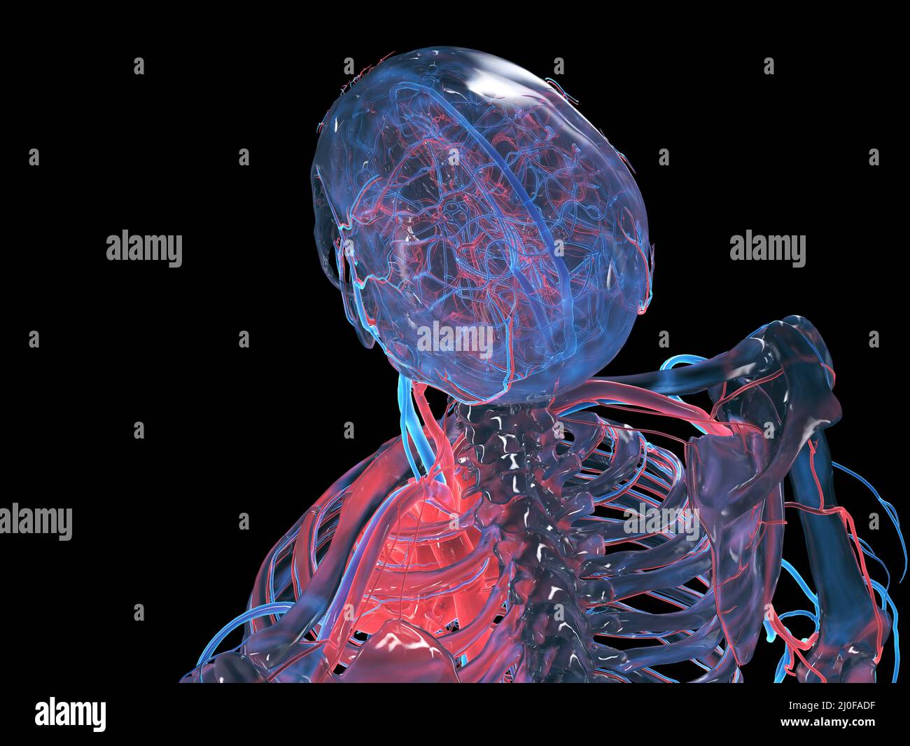 Kreislaufsystem von Kopf und Hals, Illustration Stockfotografie - Alamy Kreislaufsystem von Kopf und Hals, Illustration Stockfotografie - Alamy