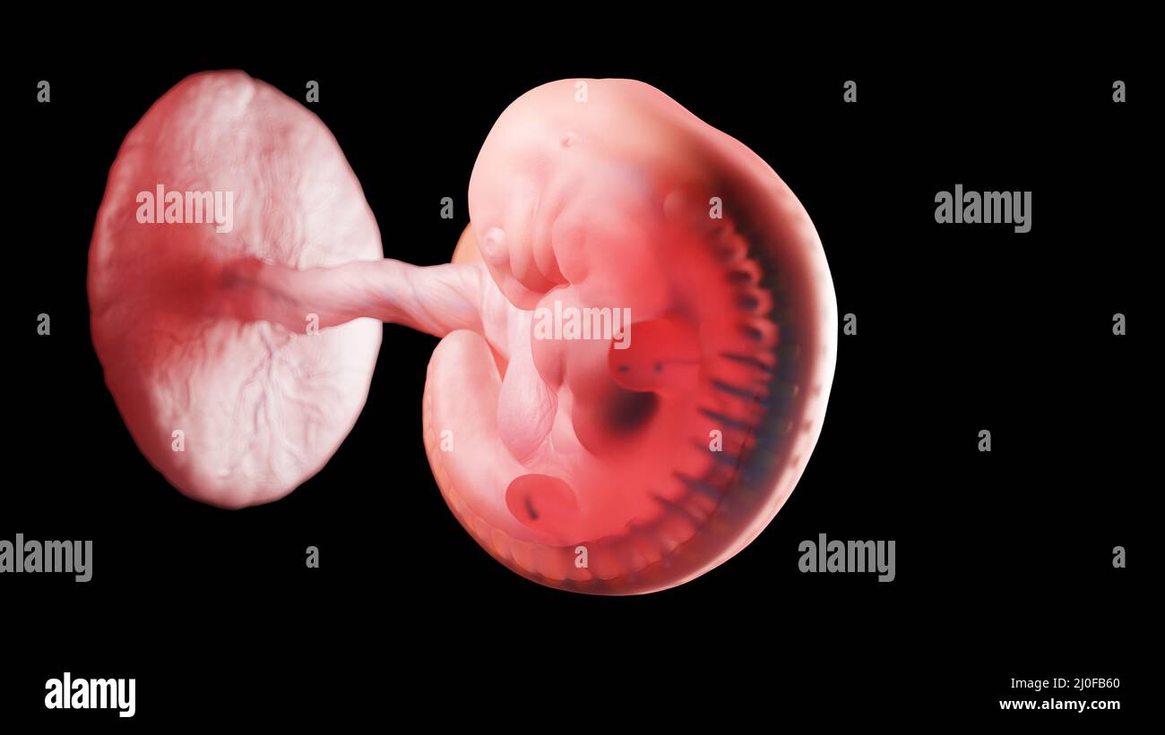 Embryo stadien nein -Fotos und -Bildmaterial in hoher Auflösung – Alamy