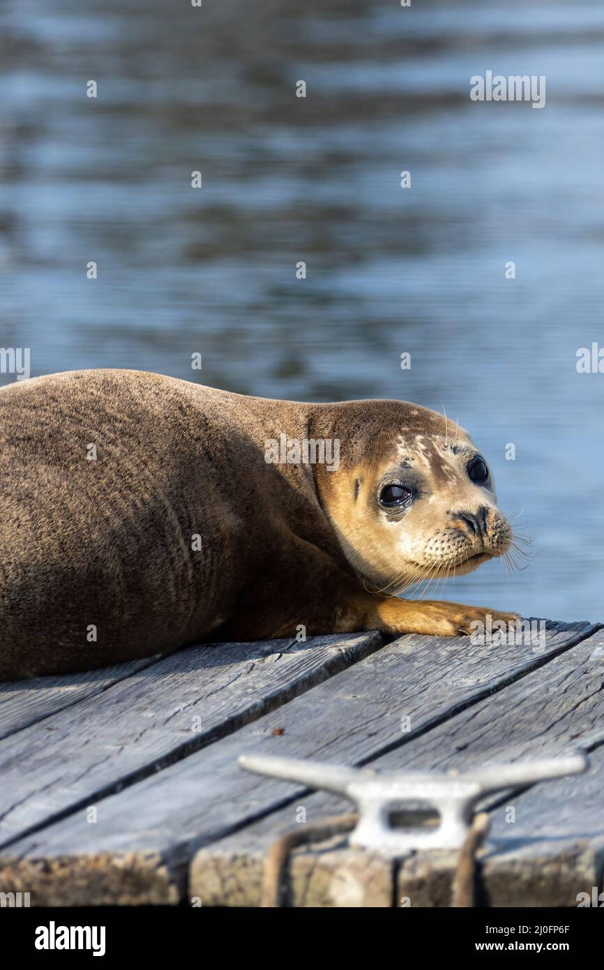 Graue robbenbaby am strand -Fotos und -Bildmaterial in hoher Auflösung ...