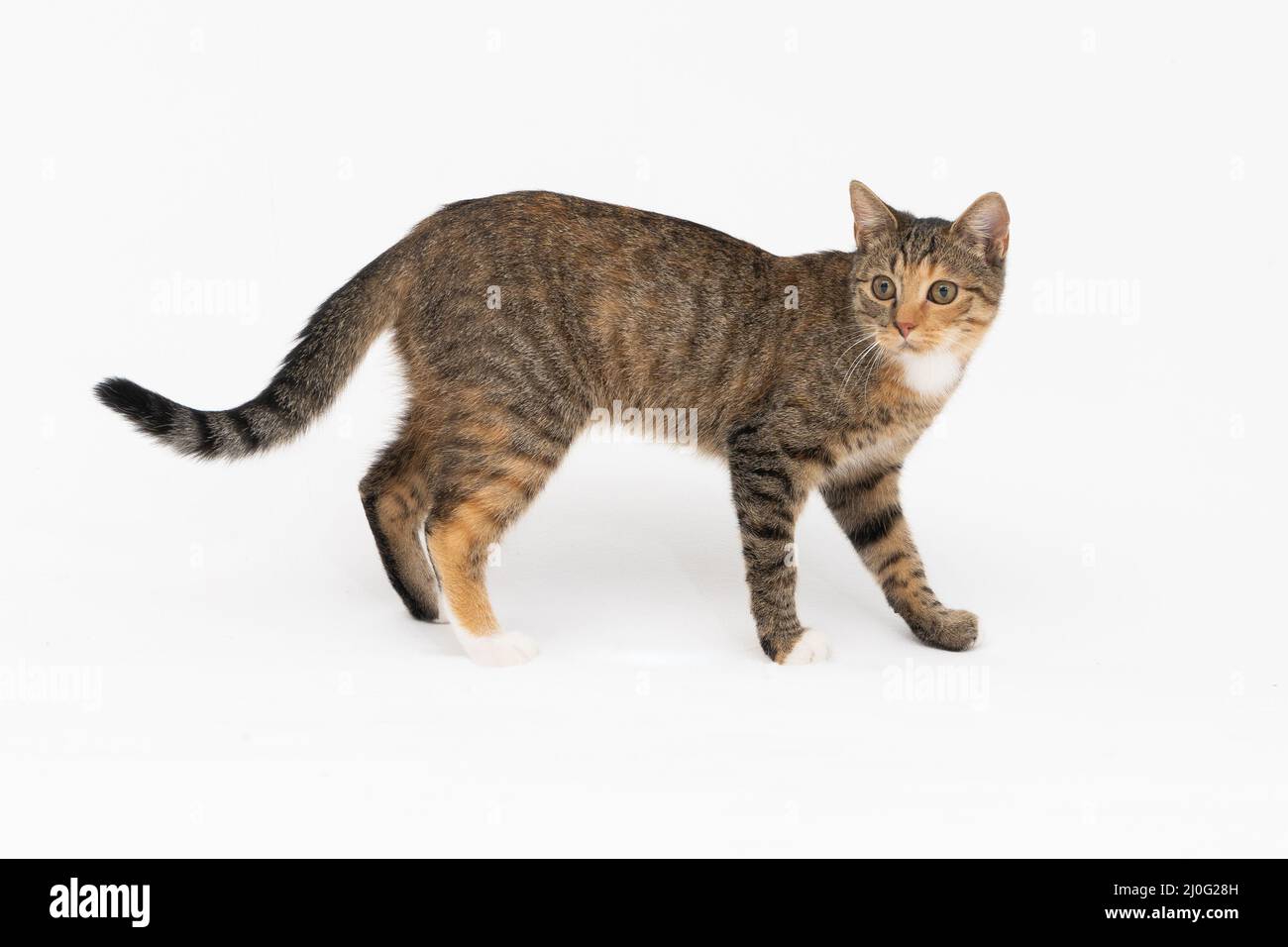 Langer schnurrbart der katze -Fotos und -Bildmaterial in hoher ...