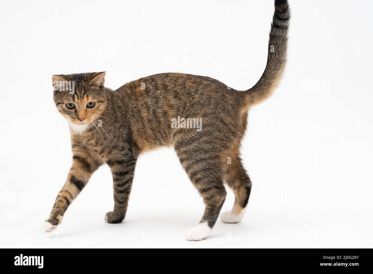 Langer schnurrbart der katze -Fotos und -Bildmaterial in hoher ...