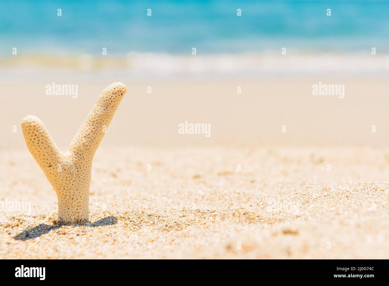 Strand von muscheln -Fotos und -Bildmaterial in hoher Auflösung – Alamy