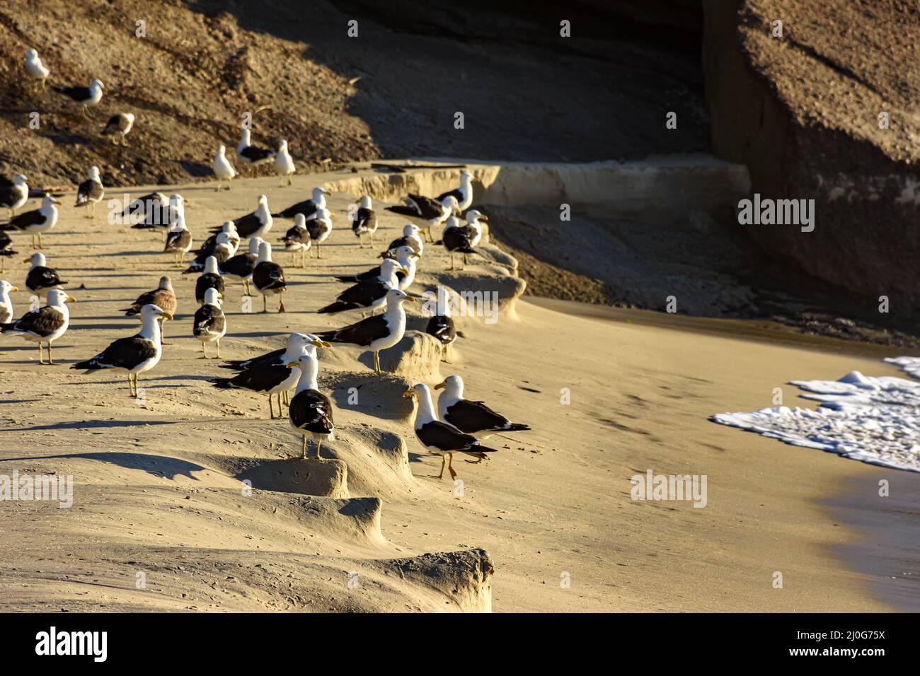 Feather beach sand sandy -Fotos und -Bildmaterial in hoher Auflösung ...