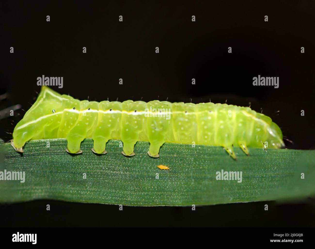 Raupe clipart -Fotos und -Bildmaterial in hoher Auflösung – Alamy