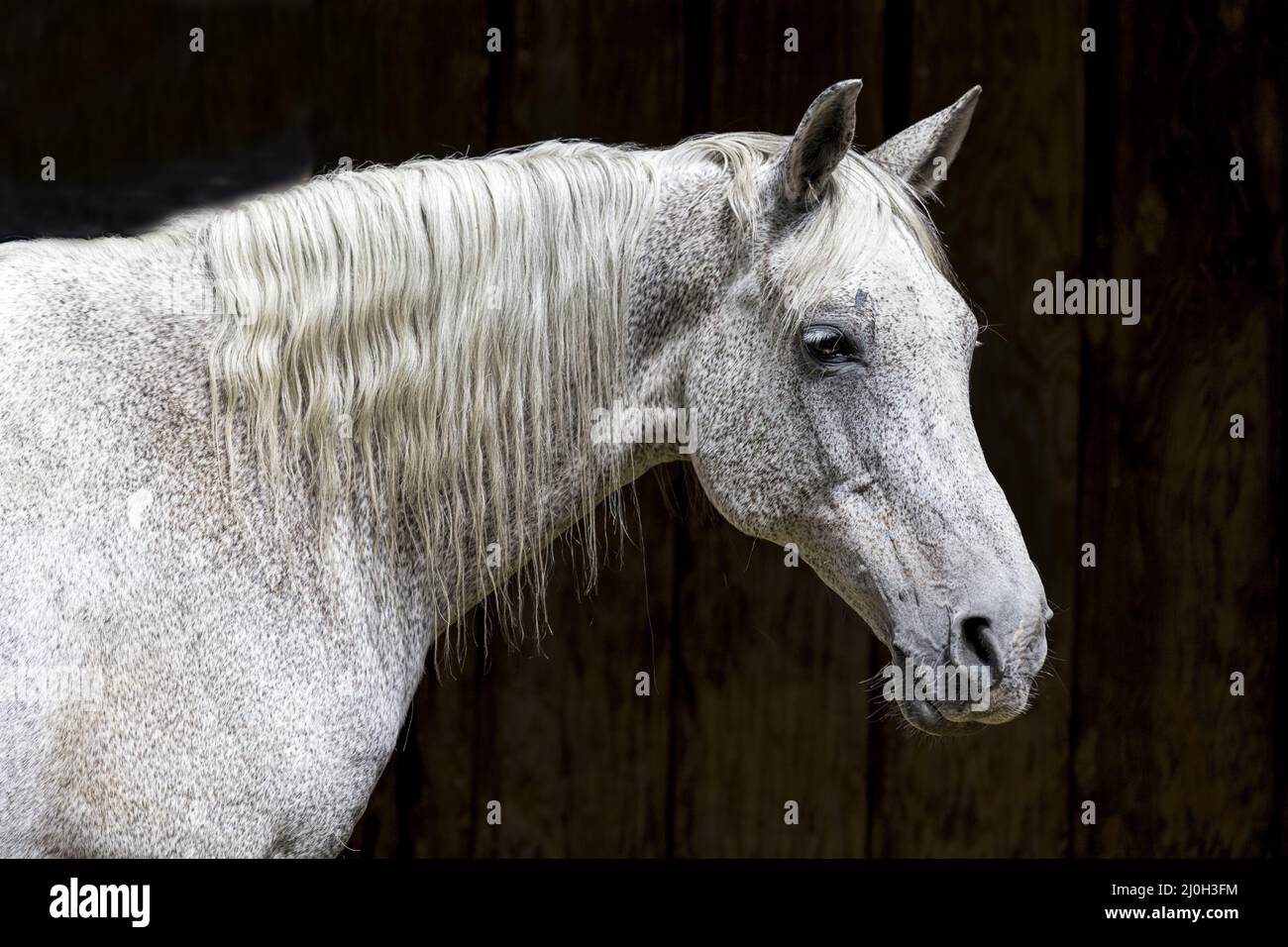 Pferd seitenansicht -Fotos und -Bildmaterial in hoher Auflösung – Alamy