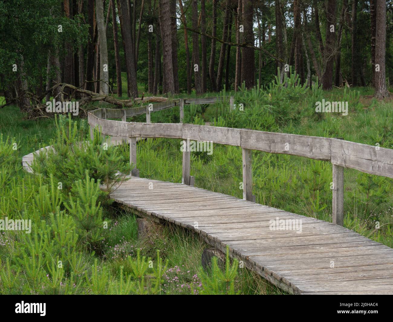 Wald blumen deutschland sommer -Fotos und -Bildmaterial in hoher ...