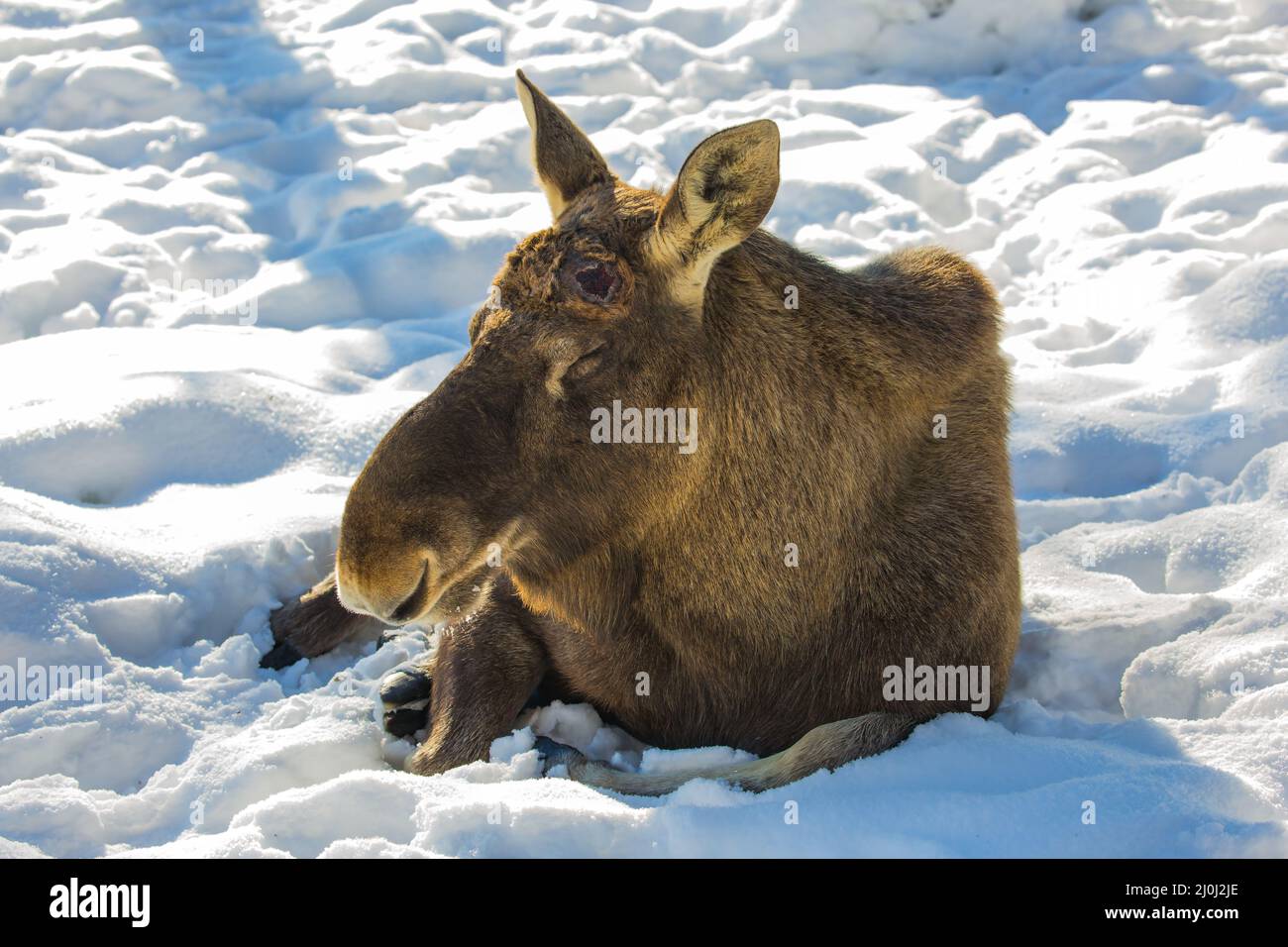 Elch braunes fell tierfoto -Fotos und -Bildmaterial in hoher Auflösung ...
