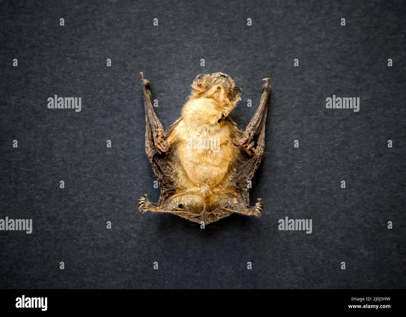 Fledermaus mit baby -Fotos und -Bildmaterial in hoher Auflösung – Alamy